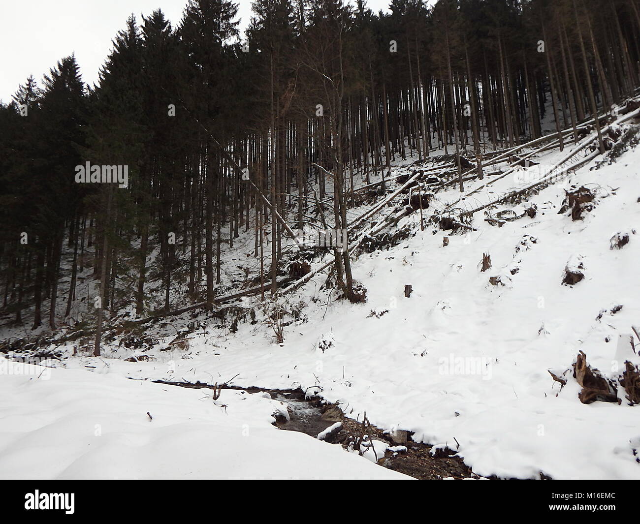 Destroyed forest hi-res stock photography and images - Alamy