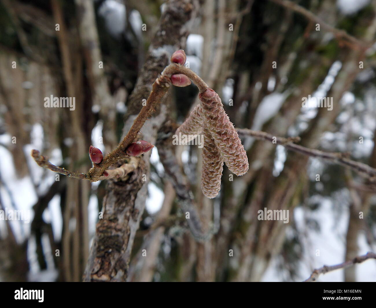 Hazelnut young buds hi-res stock photography and images - Alamy