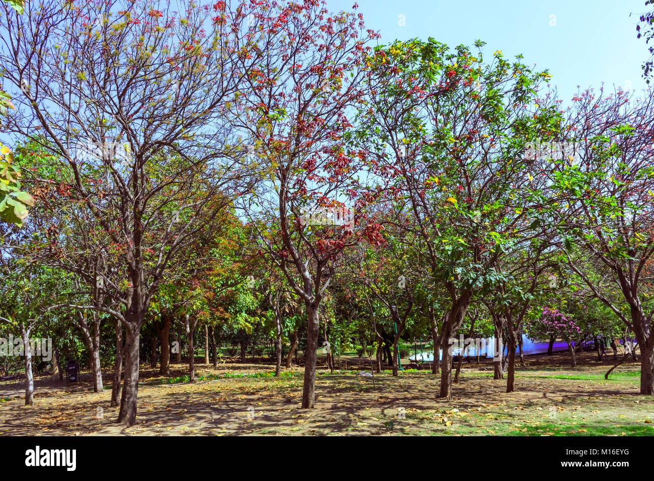 Parks, Forest, plants and green area wonderful landscape in New Delhi ...