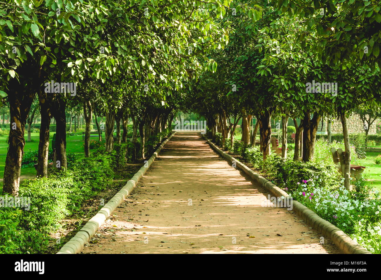Parks, Forest, plants and green area wonderful landscape in New Delhi ...