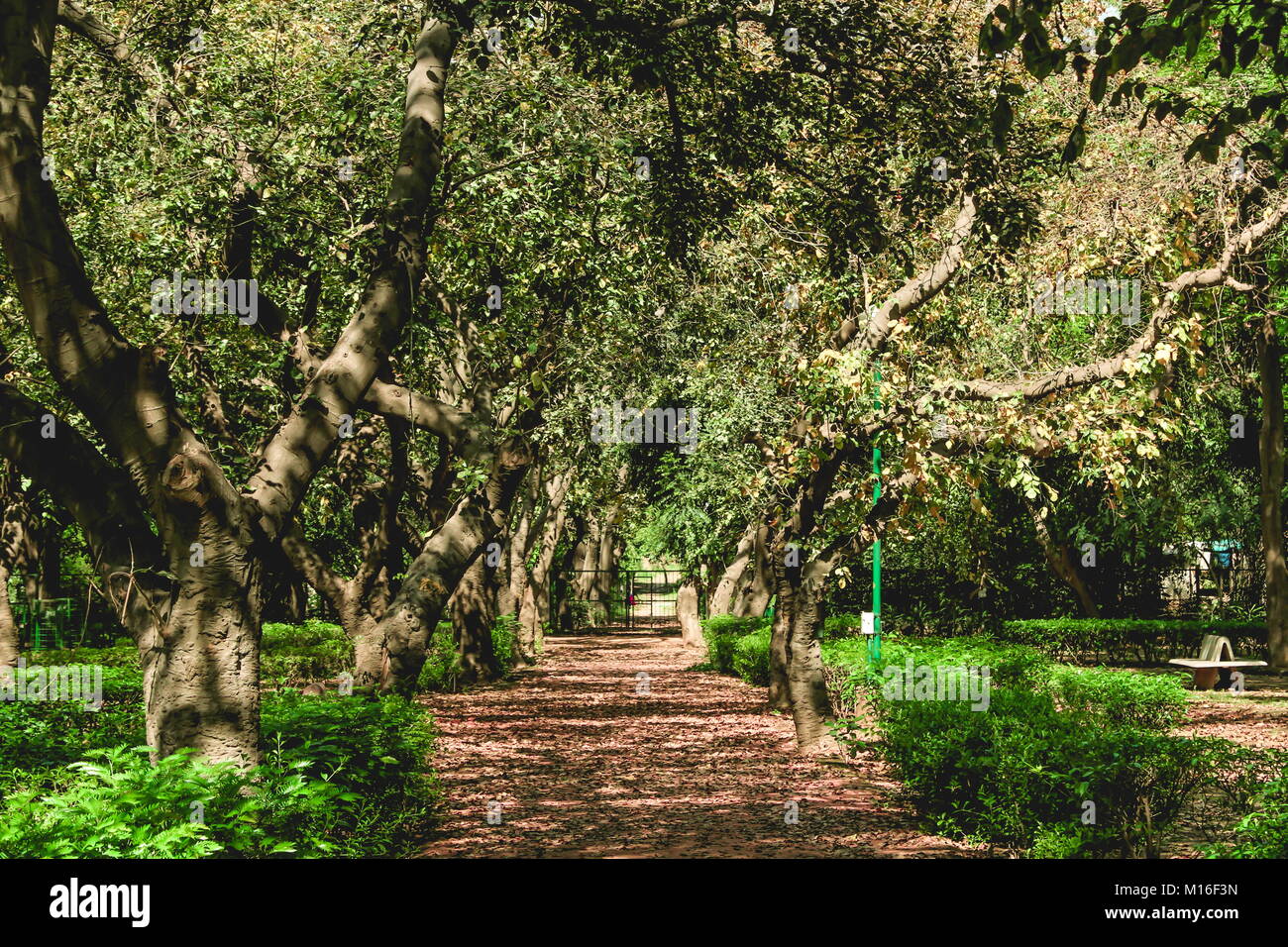 Parks, Forest, plants and green area wonderful landscape in New Delhi ...