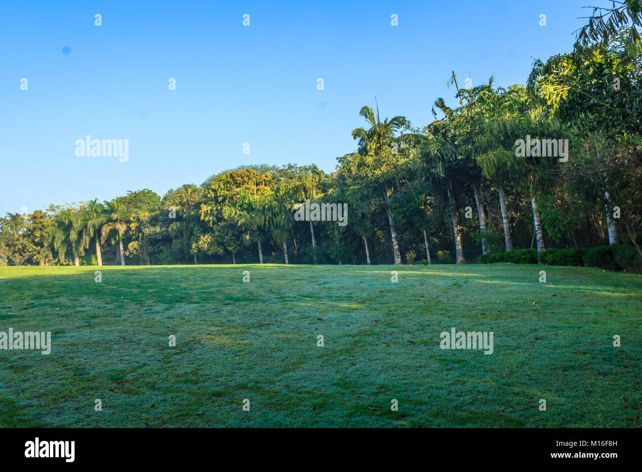 Parks, Forest, plants and green area wonderful landscape in New Delhi ...