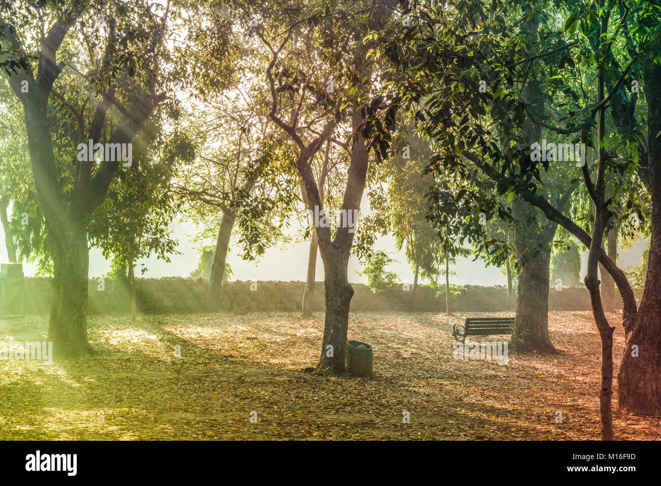 Parks, Forest, plants and green area wonderful landscape in New Delhi ...