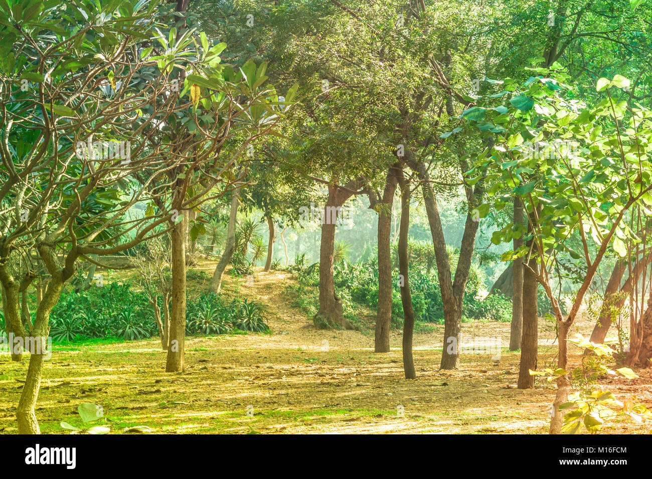 Parks, Forest, plants and green area wonderful landscape in New Delhi ...