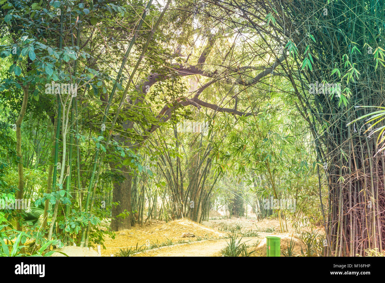 Parks, Forest, plants and green area wonderful landscape in New Delhi ...