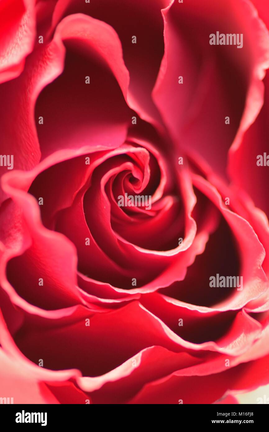 Macro details of vibrant Red colored Rose flower in vertical frame ...