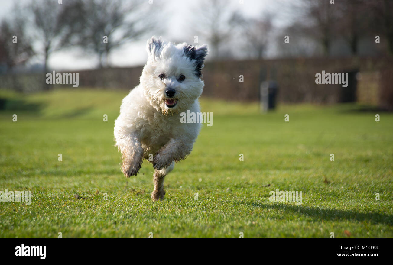 Running White Fluffy Dog Stock Photo - Alamy
