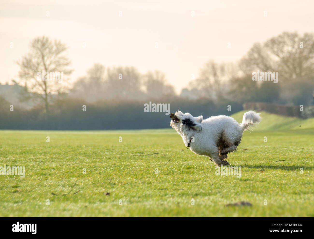 Running White Fluffy Dog Stock Photo - Alamy