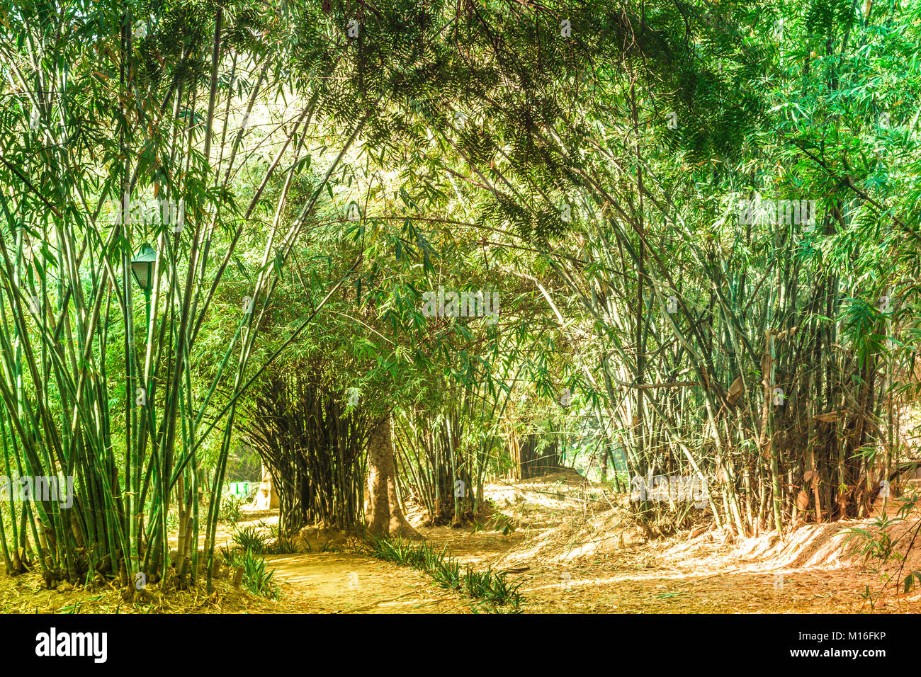 Parks, Forest, plants and green area wonderful landscape in New Delhi ...