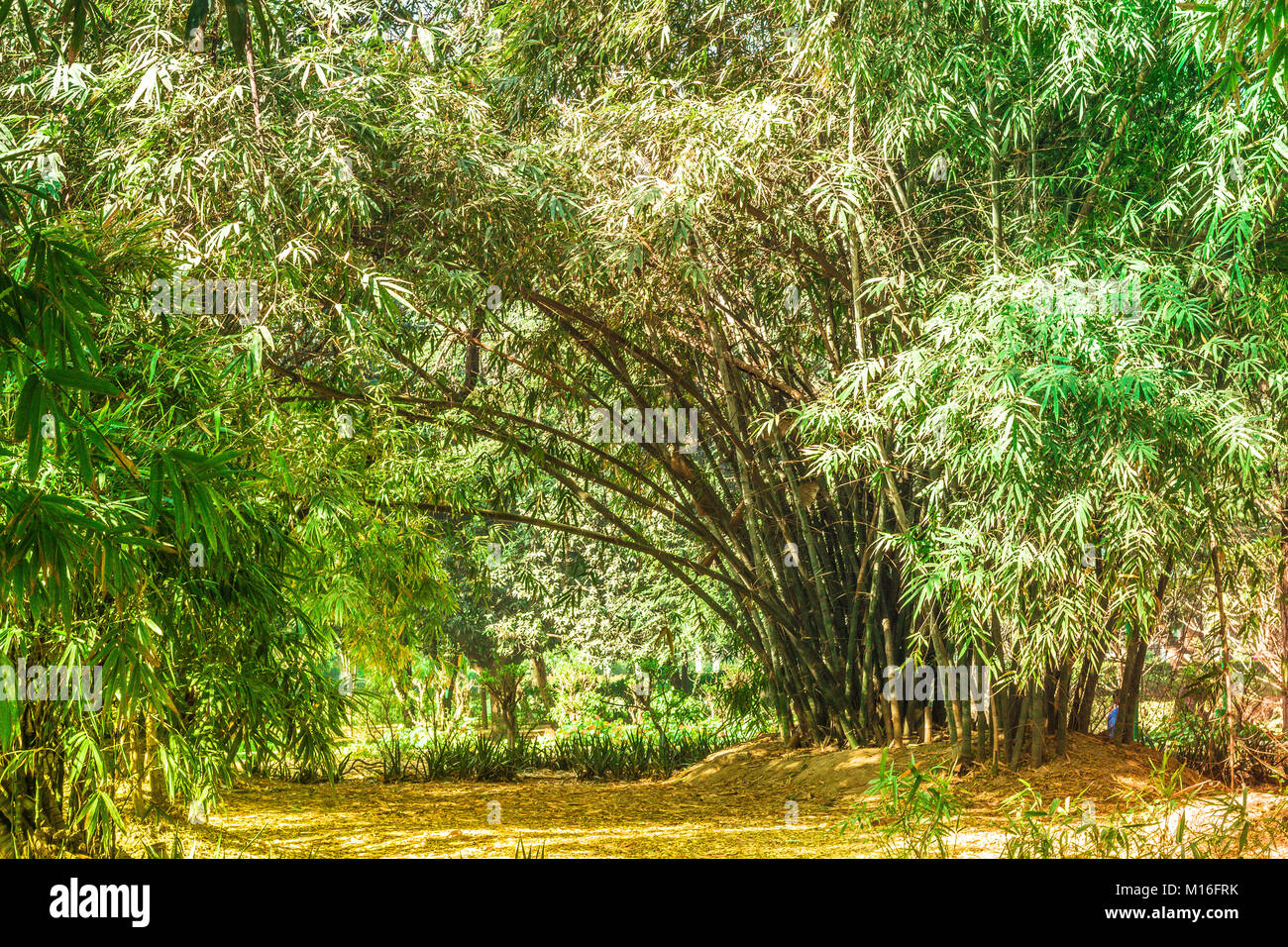 Parks, Forest, plants and green area wonderful landscape in New Delhi ...