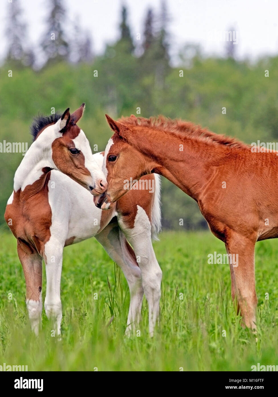 Cute Pinto and chestnut Foals in summer meadow, greeting each other ...