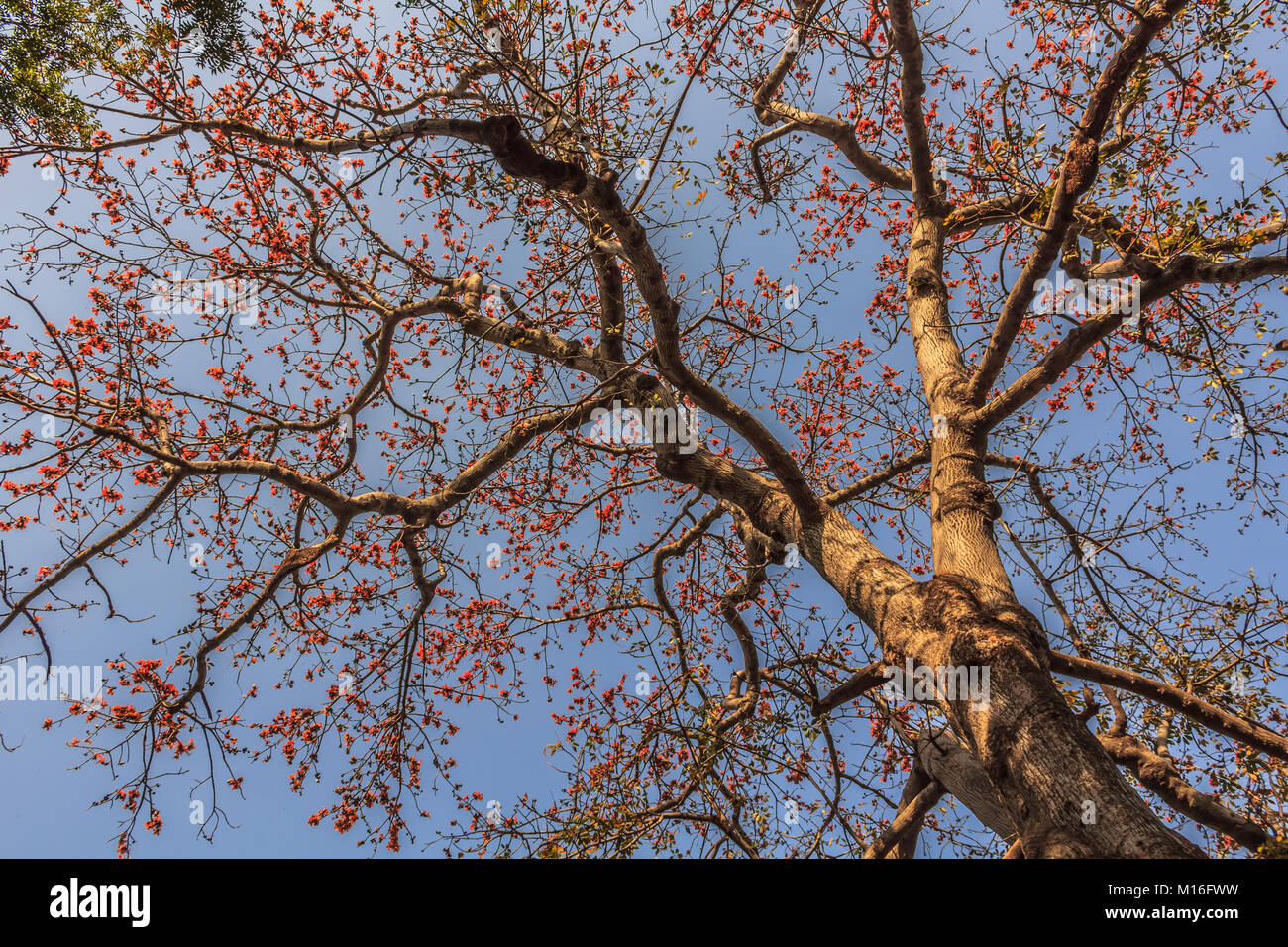 Parks, Forest, plants and green area wonderful landscape in New Delhi ...