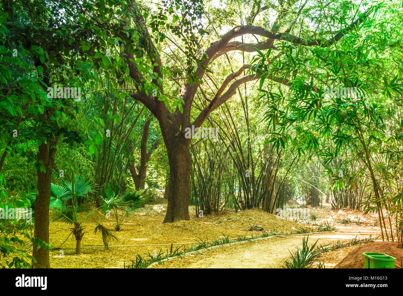 Parks, Forest, plants and green area wonderful landscape in New Delhi ...
