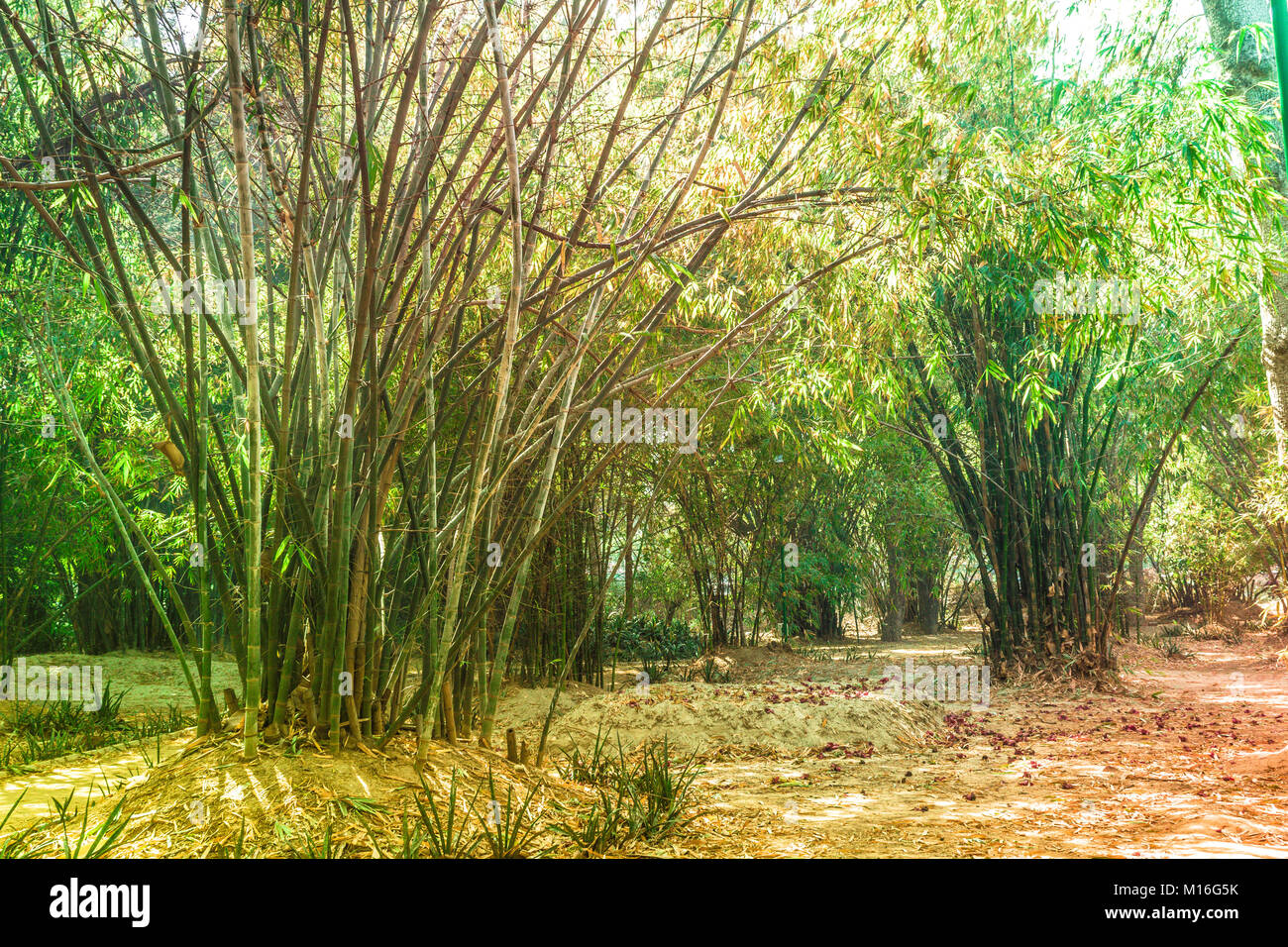 Parks, Forest, plants and green area wonderful landscape in New Delhi ...