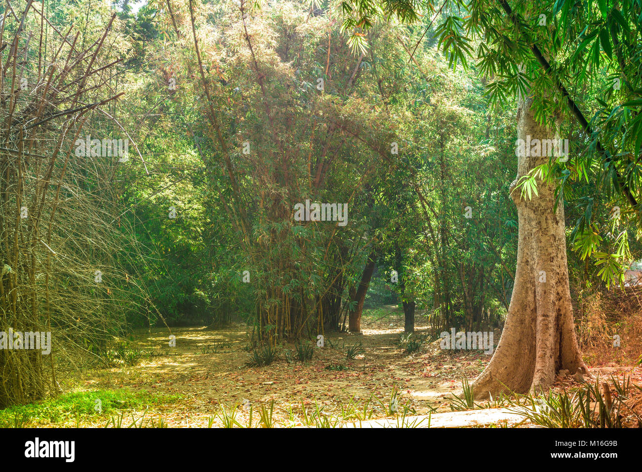 Parks, Forest, plants and green area wonderful landscape in New Delhi ...
