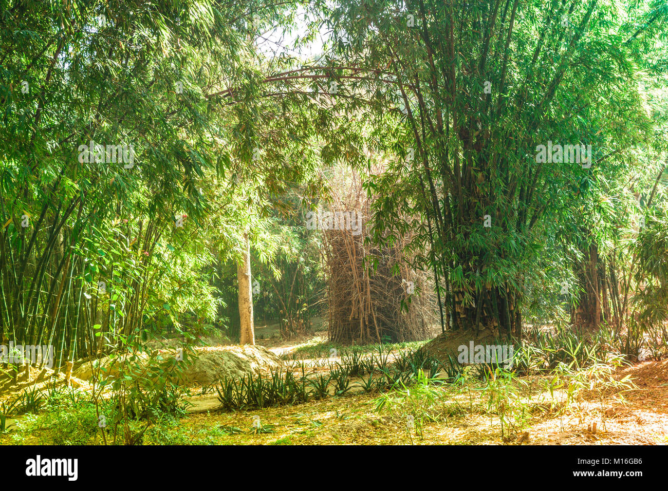 Parks, Forest, plants and green area wonderful landscape in New Delhi ...