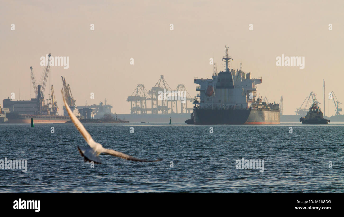 Distant ships in a sea port and a seagull flying on the foreground ...