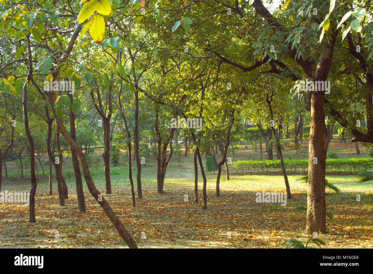 Parks, Forest, plants and green area wonderful landscape in New Delhi ...