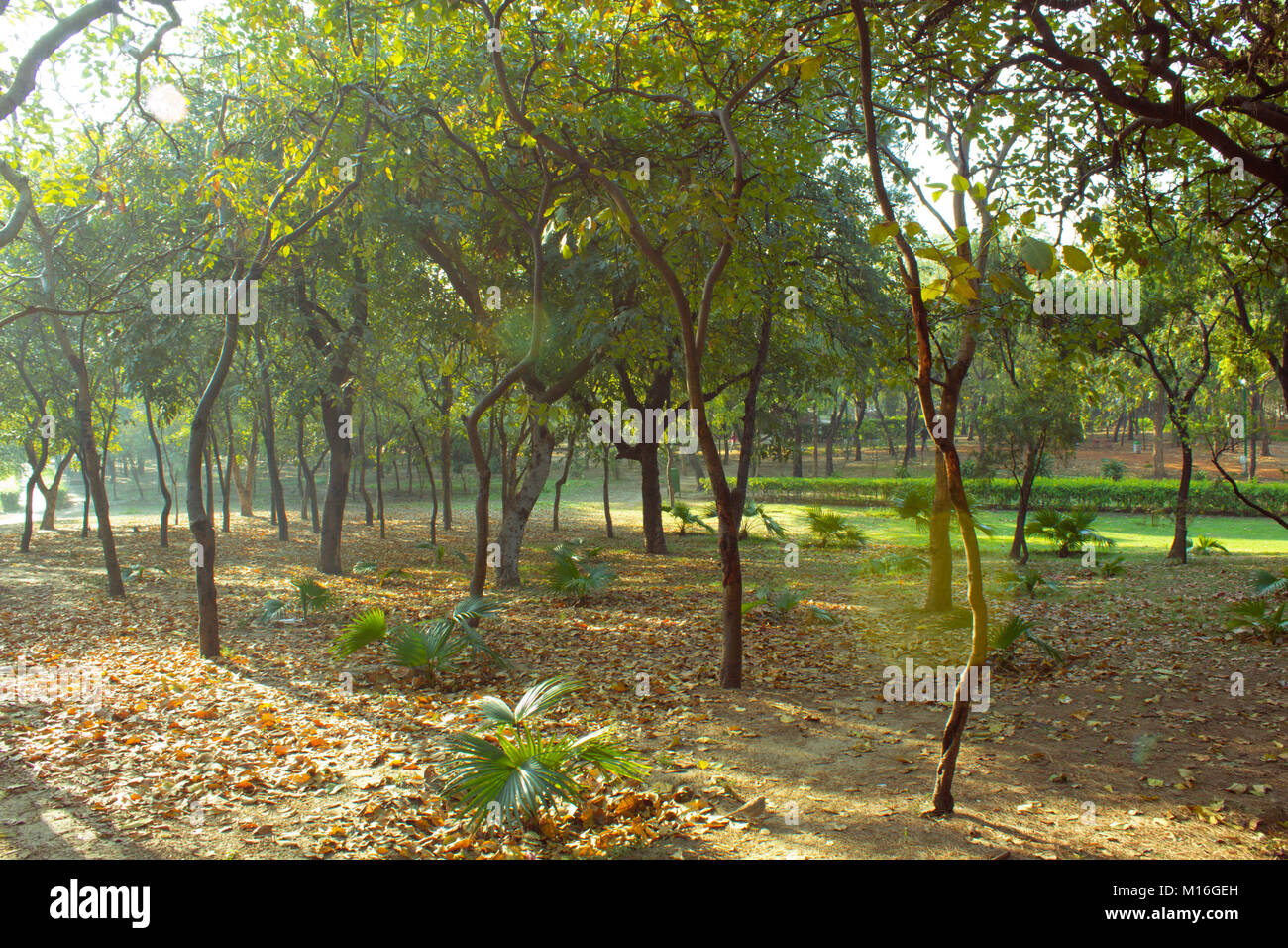 Parks, Forest, plants and green area wonderful landscape in New Delhi ...
