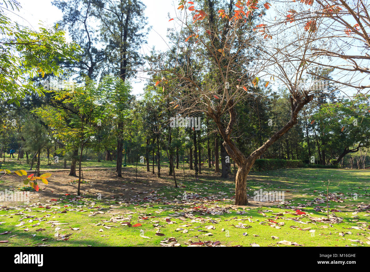 Parks, Forest, plants and green area wonderful landscape in New Delhi ...