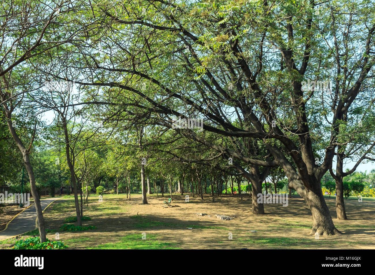 Parks, Forest, plants and green area wonderful landscape in New Delhi ...