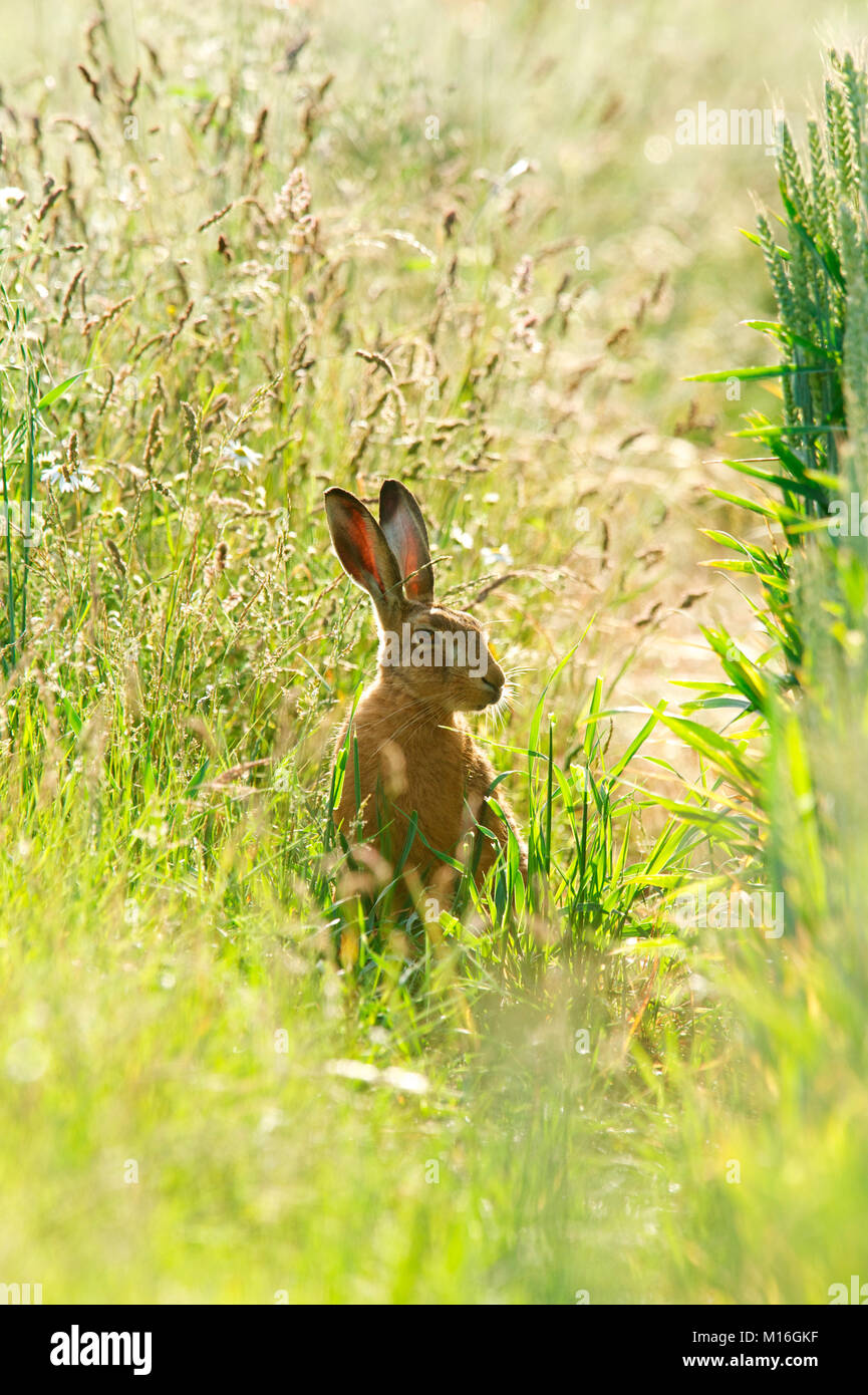 Alan field hi-res stock photography and images - Alamy