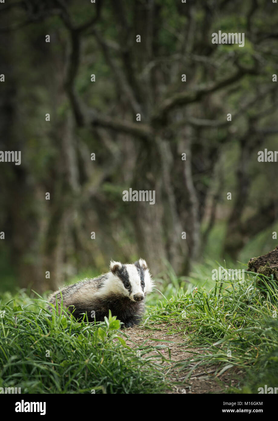 A young badger leaves the sett at dusk with a dark woodland background ...