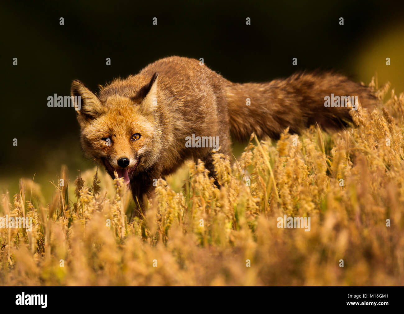 Red Fox in warm late evening light with dark background Stock Photo - Alamy