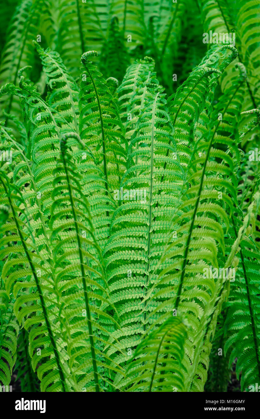 group of green ferns image background Stock Photo - Alamy