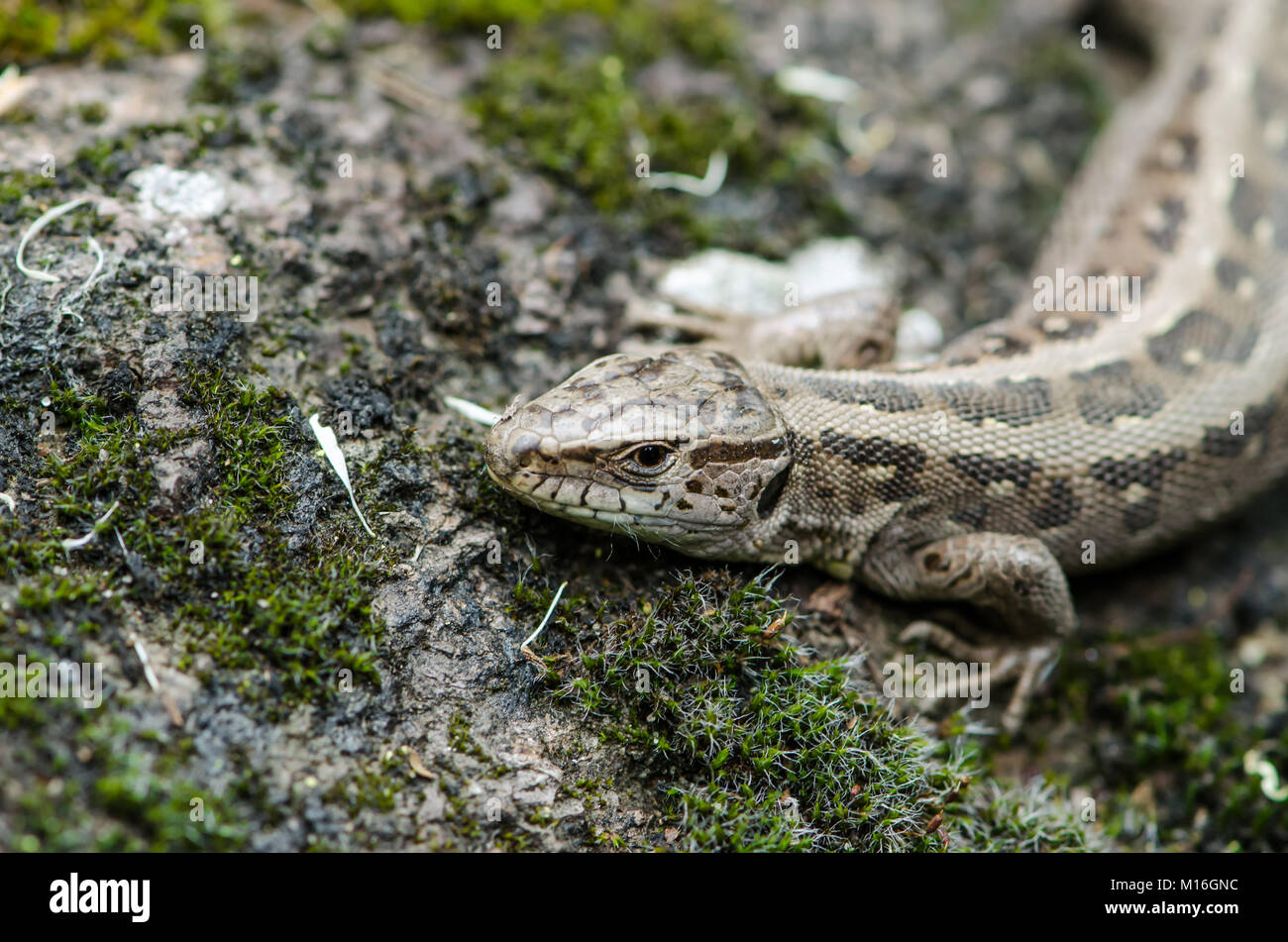 lizard animal on rock image Stock Photo - Alamy