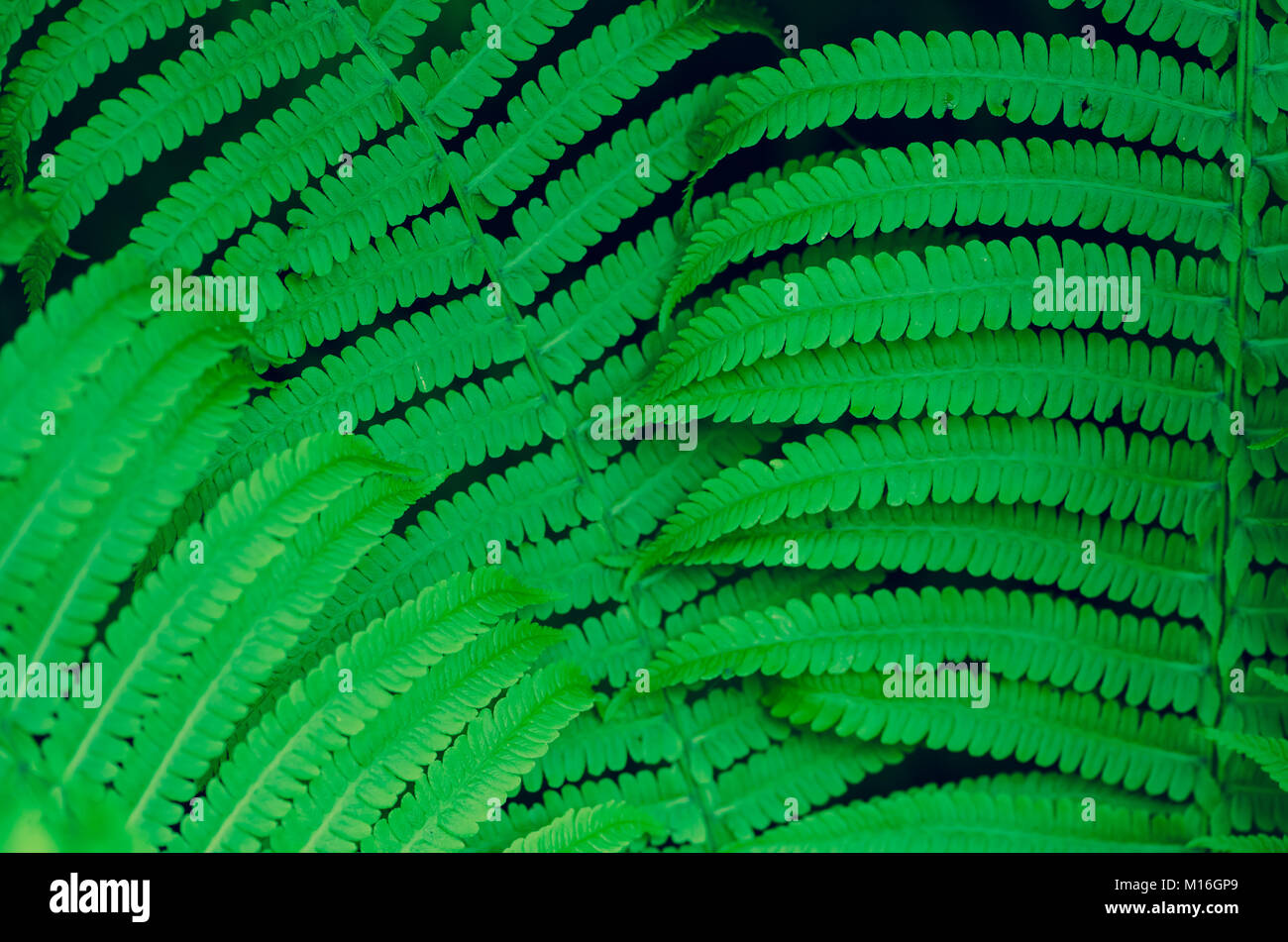 group of green ferns image background Stock Photo - Alamy