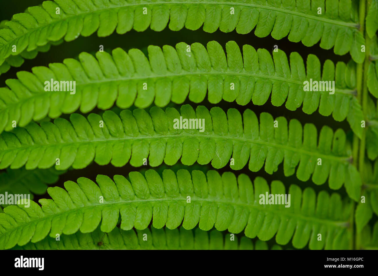 group of green ferns image background Stock Photo - Alamy