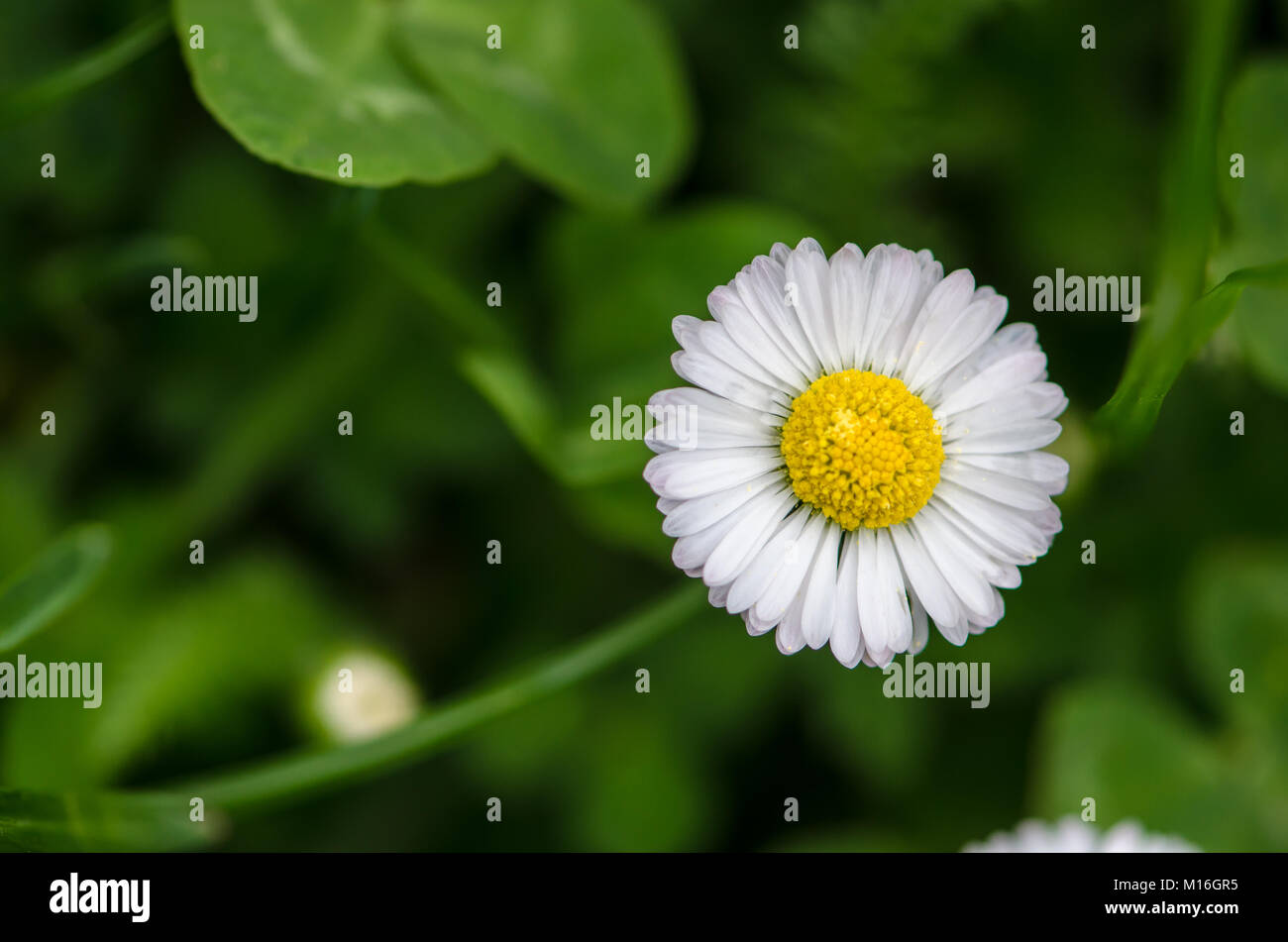detail of daisy on green background Stock Photo - Alamy