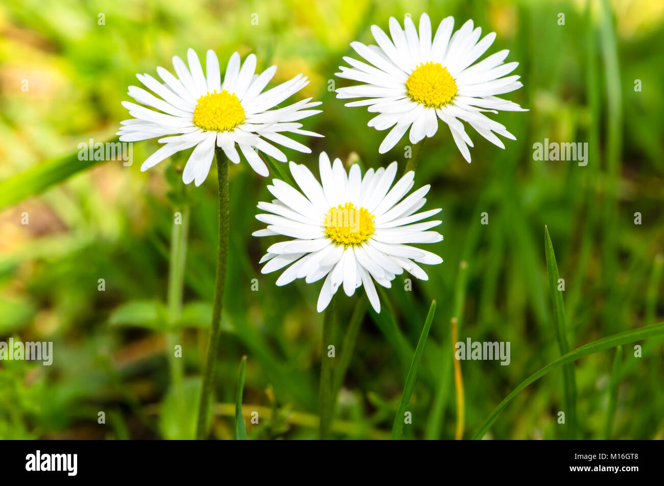 group of daisy on green background Stock Photo - Alamy