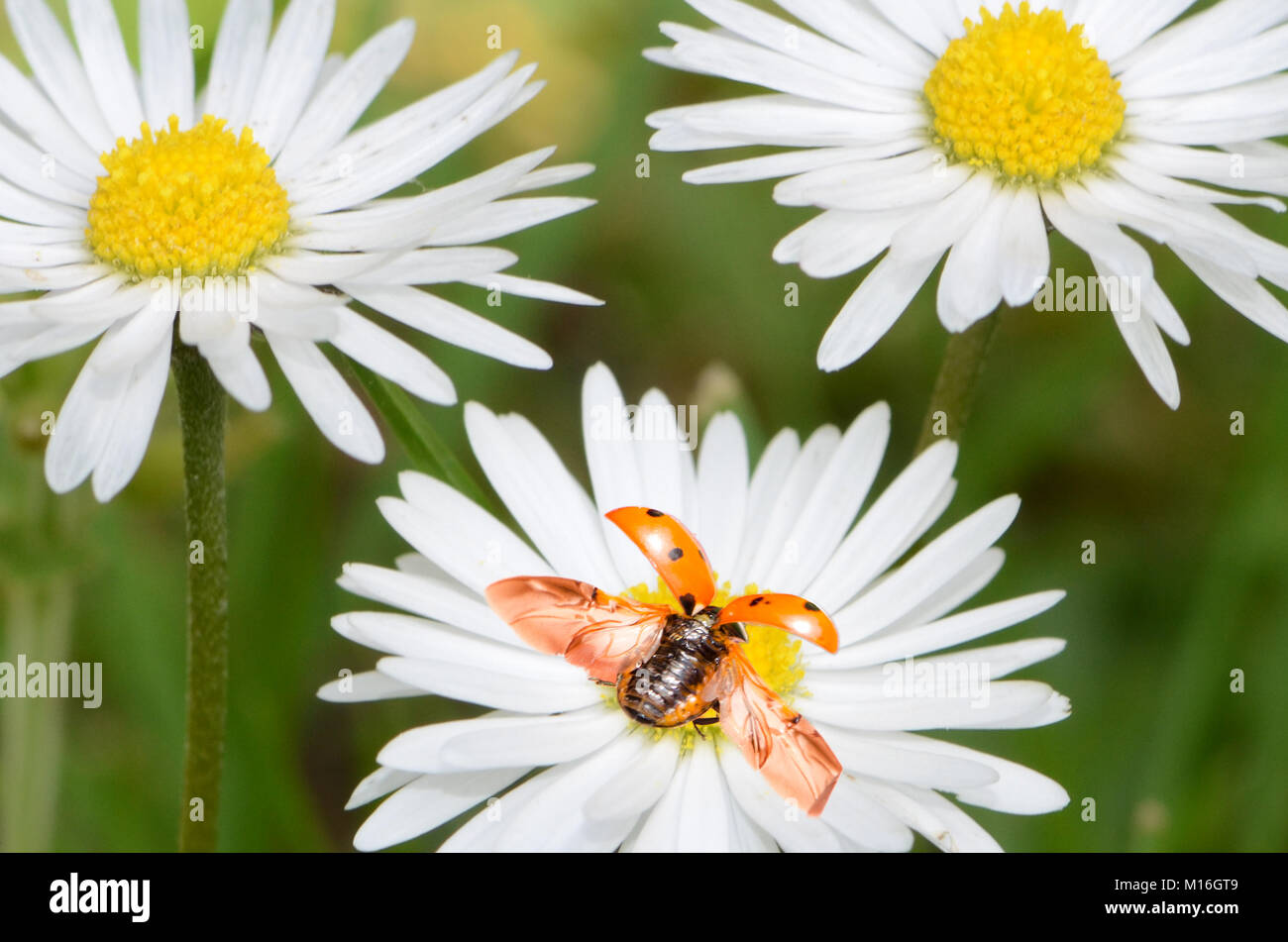 group of daisy on green background and ladybug Stock Photo - Alamy