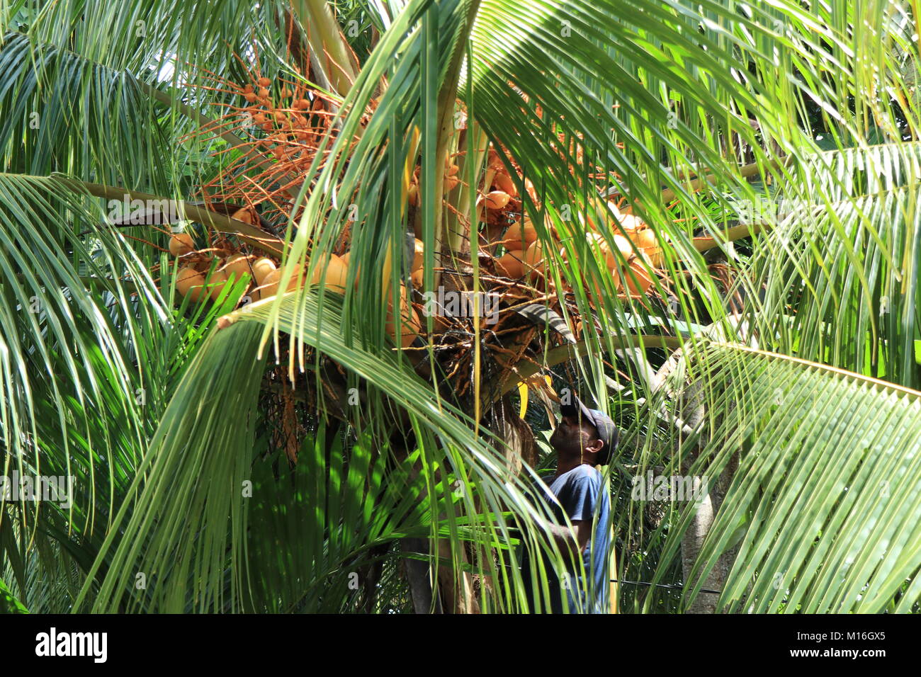 Ivory tree hi-res stock photography and images - Alamy