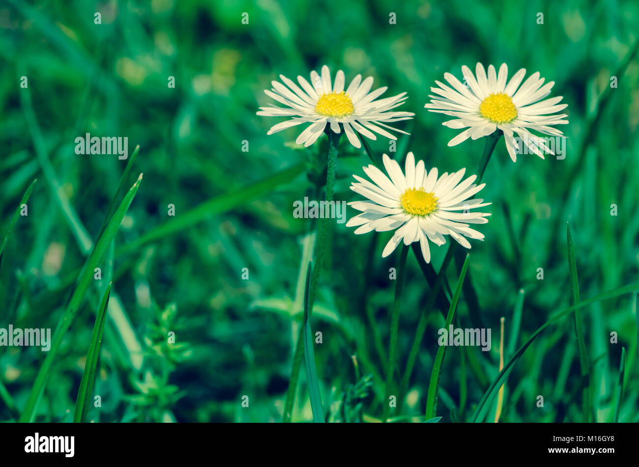 group of daisy on green background Stock Photo - Alamy