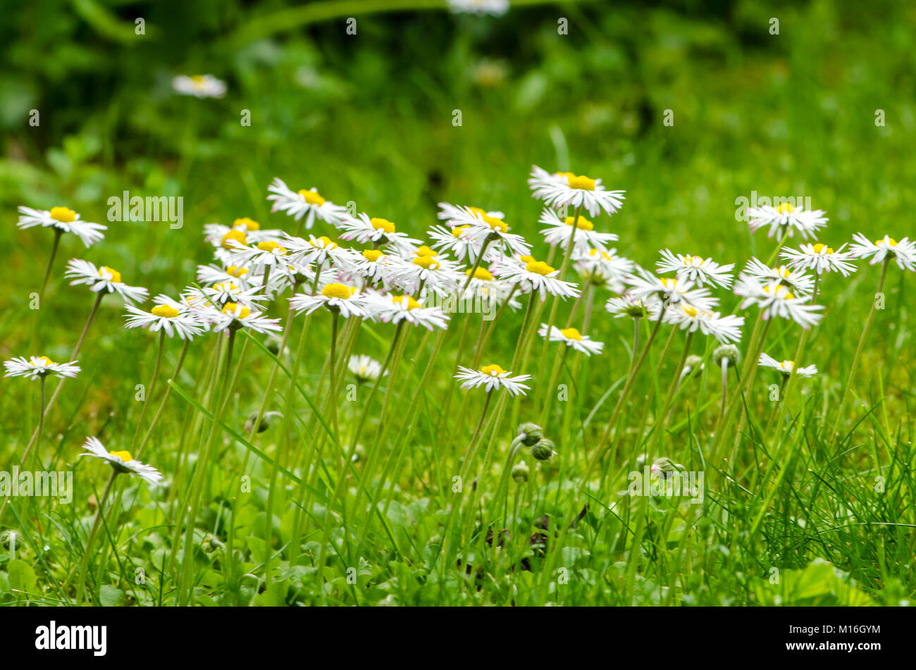 group of daisy on green background Stock Photo - Alamy
