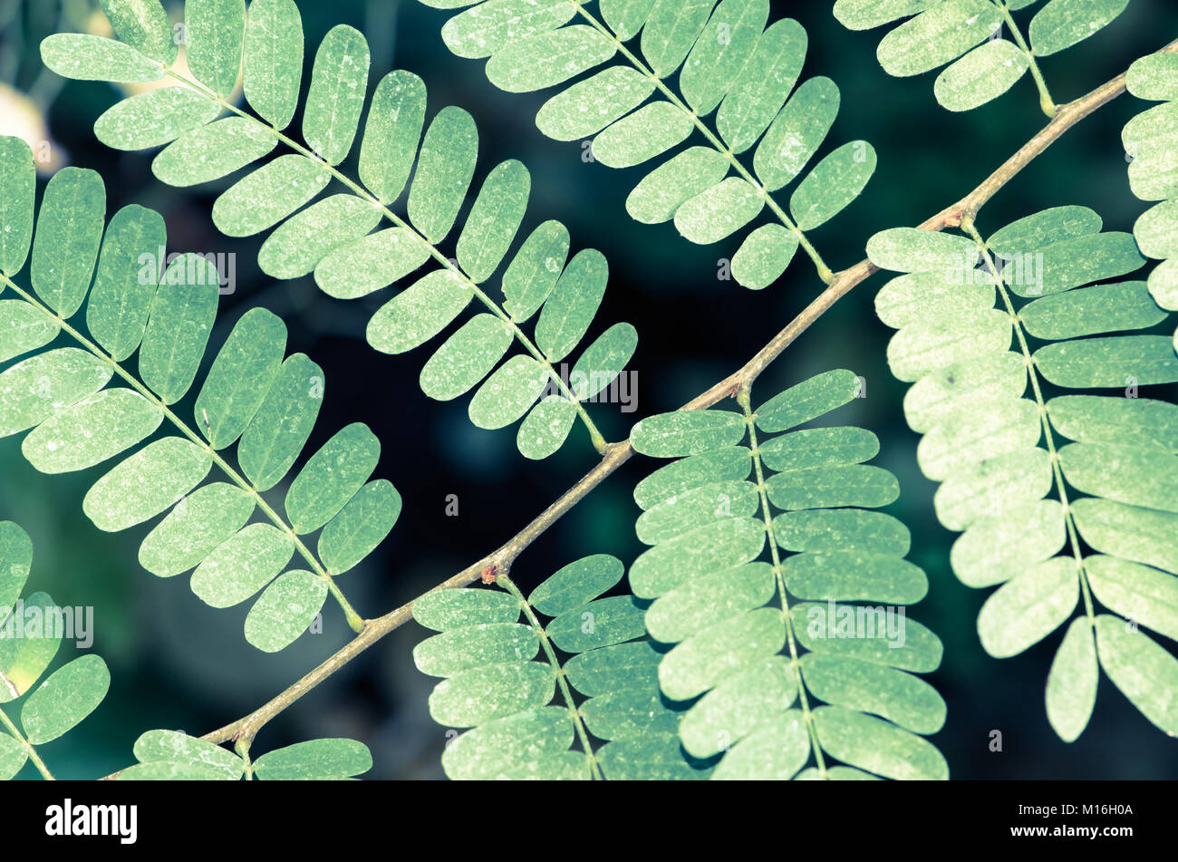 green limb pattern image background Stock Photo - Alamy