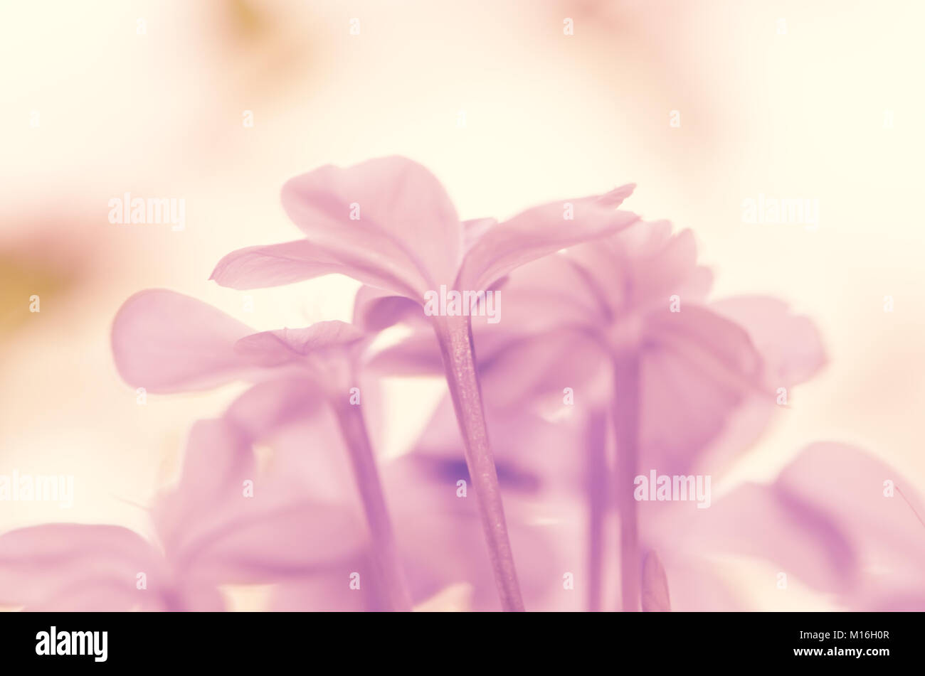 soft pink flower haze effect Stock Photo - Alamy