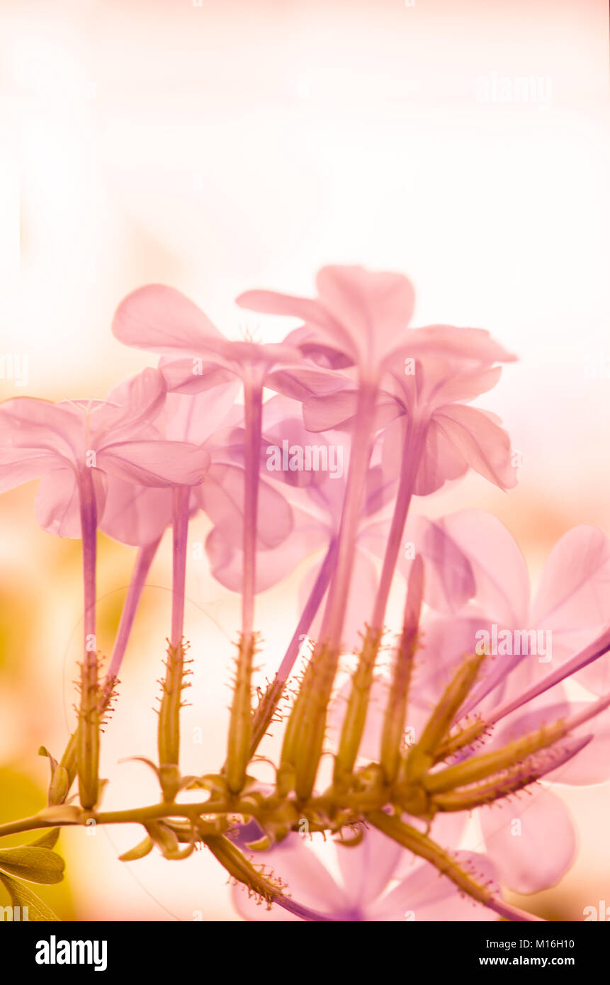 soft pink flower haze effect Stock Photo - Alamy