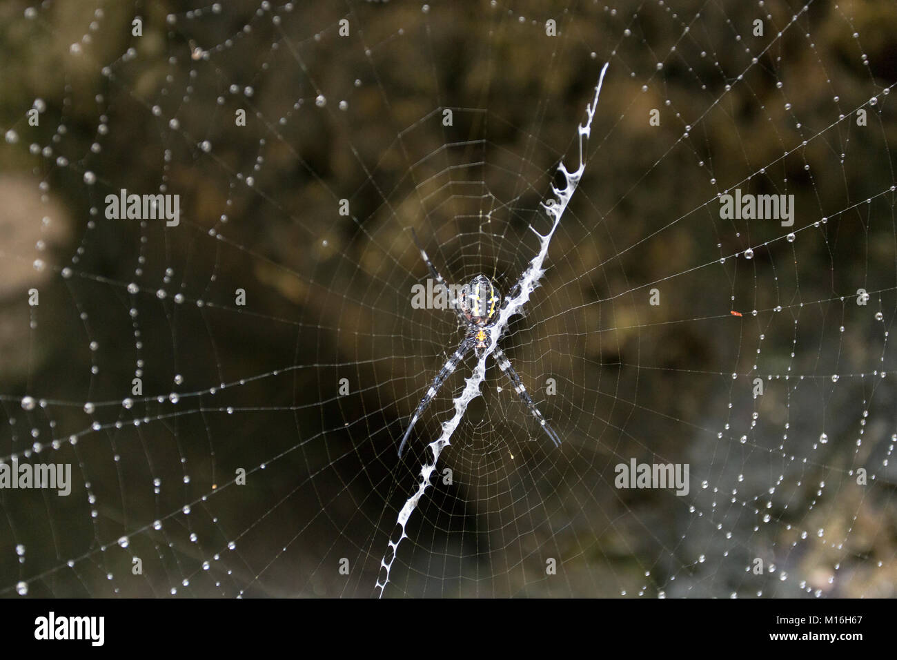 Big spider in Togian island forest, Indonesia Stock Photo - Alamy