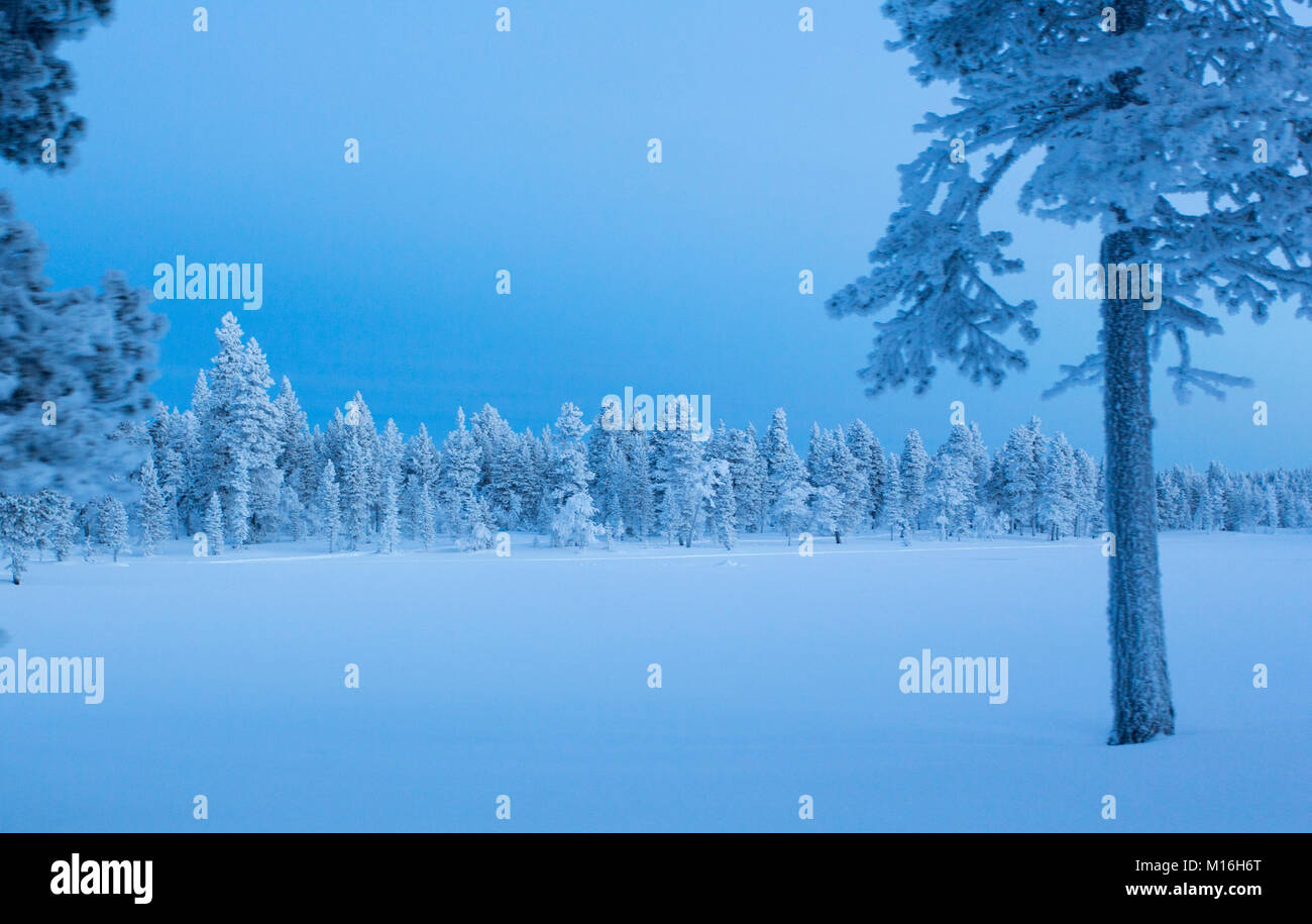 Lapland during winter, view of snow and trees Stock Photo - Alamy