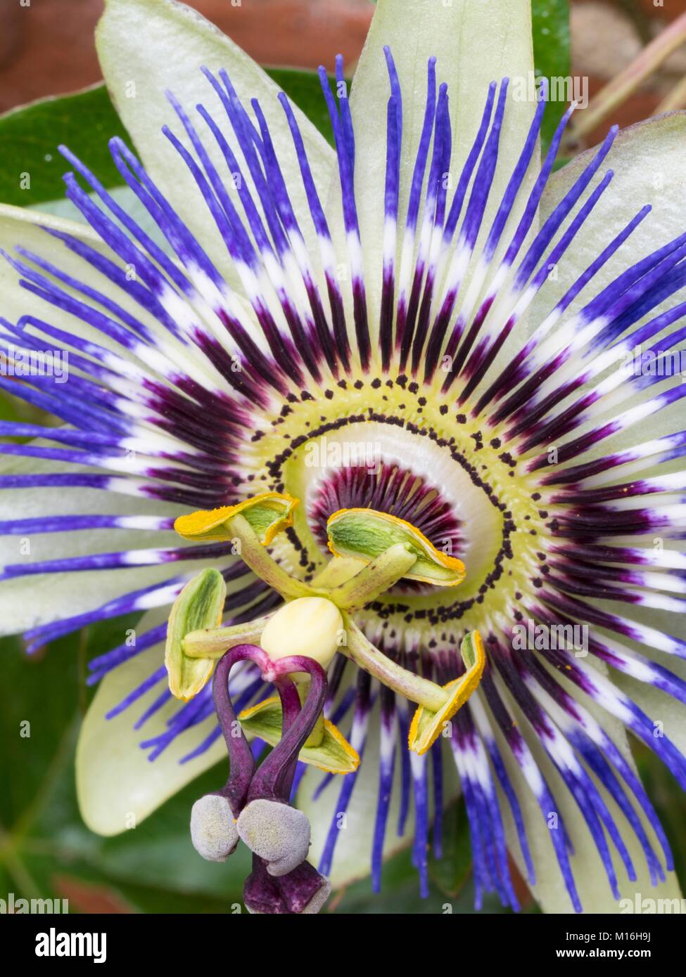passion flower in bloom Stock Photo - Alamy