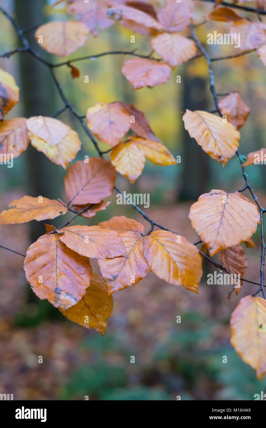 Common Beech, Fagus Sylvatica Stock Photo - Alamy