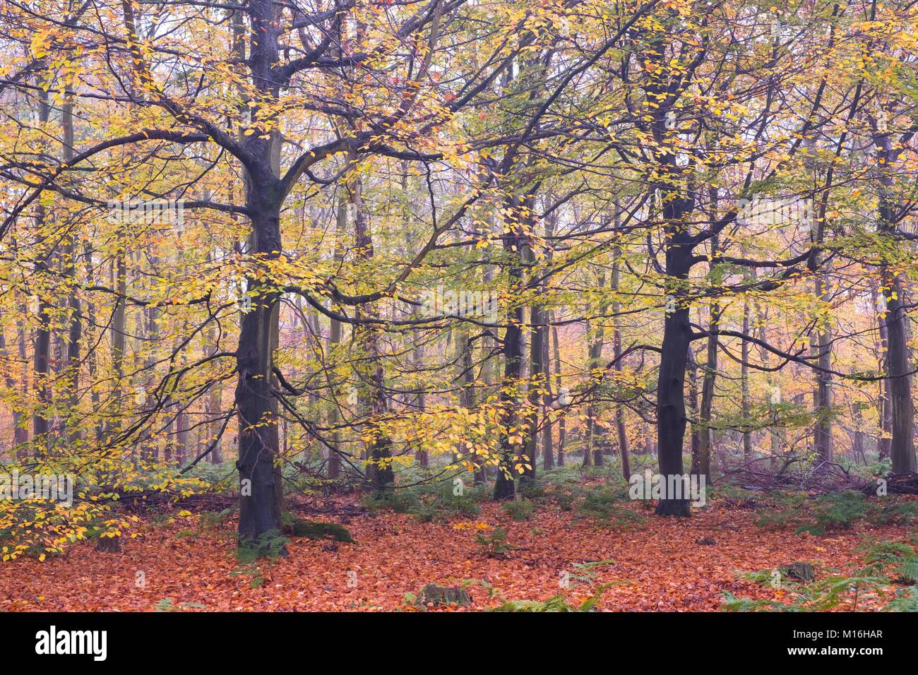 Common Beech, Fagus Sylvatica Stock Photo - Alamy