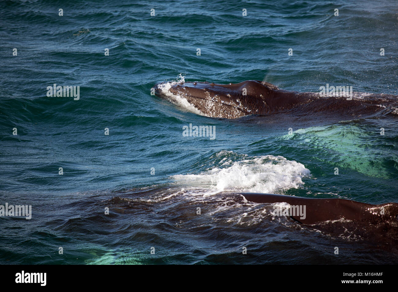 two humpback whales in Iceland swimming together Stock Photo - Alamy
