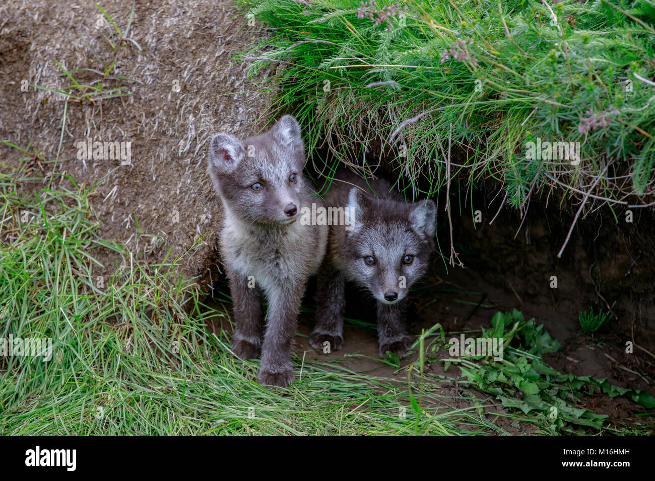 two young playful arctic fox cub in front of their lair in iceland ...