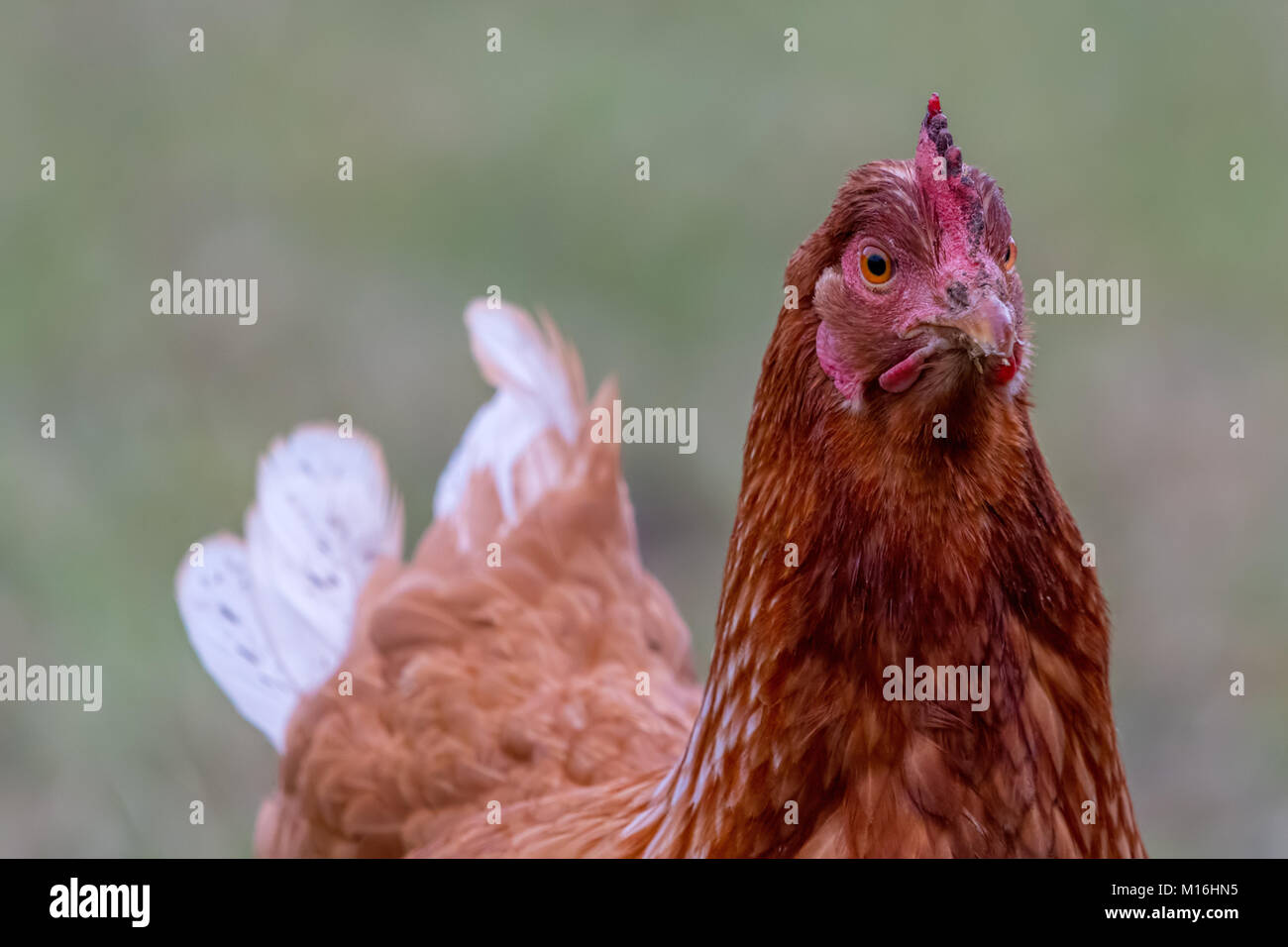 Detailed portrait of red colored hen. Smooth green background Stock ...