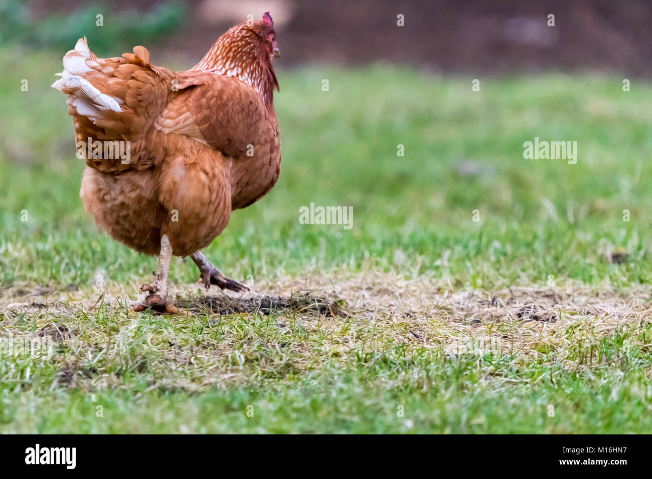 Orange chicken hen on brown hi-res stock photography and images - Alamy